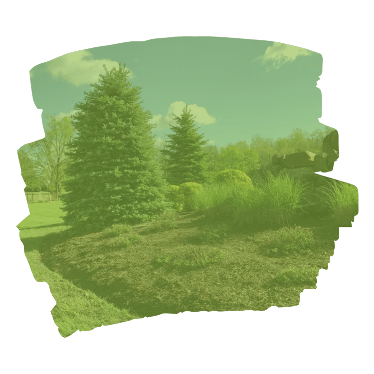 Tree Care Services | Dr. Tree & Landscaping Services